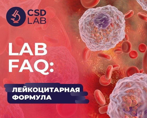 LAB FAQ: лейкоцитарная формула | Медицинская лаборатория CSD